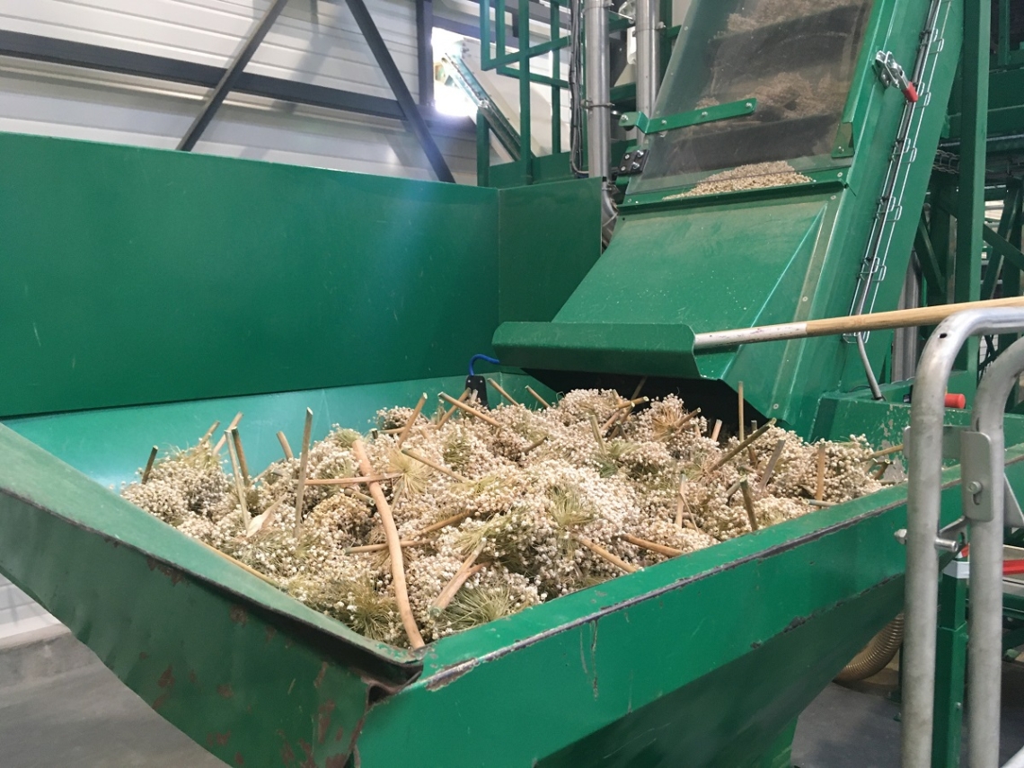 Longué-Jumelles. Nunhems s’agrandit pour rester le leader mondial de la ...