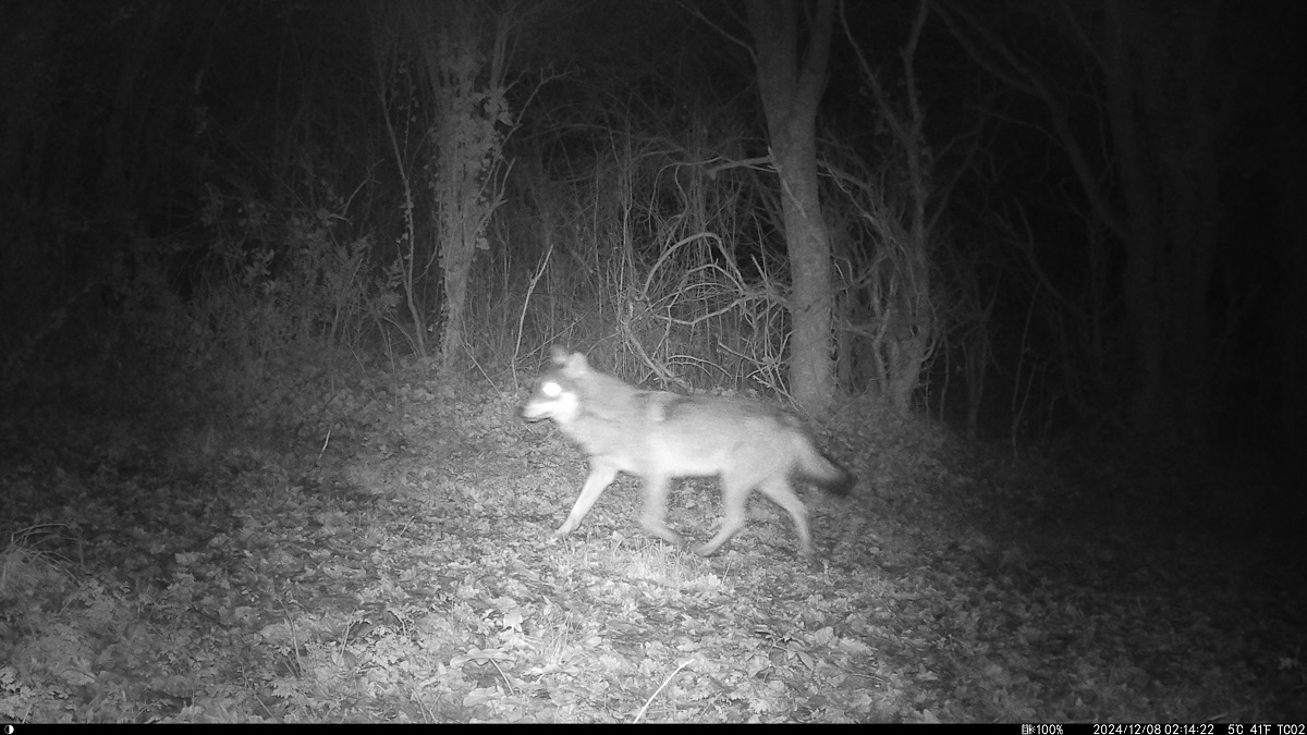 Maine-et-Loire. La photo du loup présent en Anjou - Saumur Kiosque